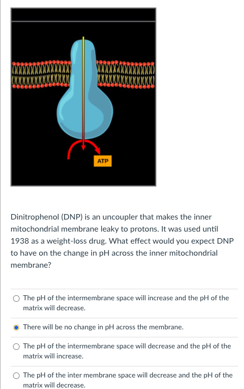 Solved ATP Dinitrophenol (DNP) is an uncoupler that makes | Chegg.com