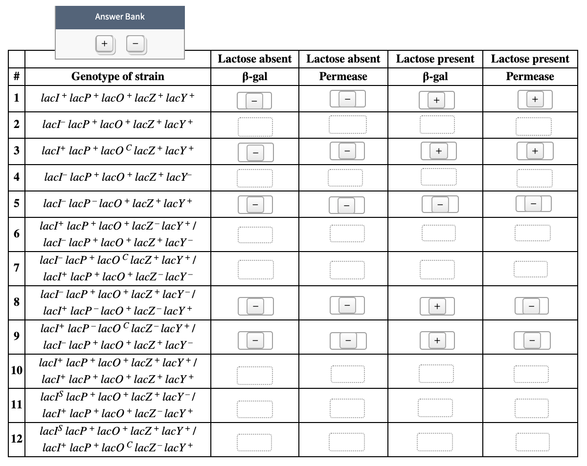 Solved or the Escherichia coli lactose operon genotypes | Chegg.com