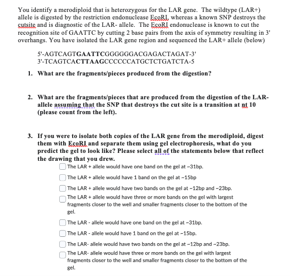 You identify a merodiploid that is heterozygous for | Chegg.com