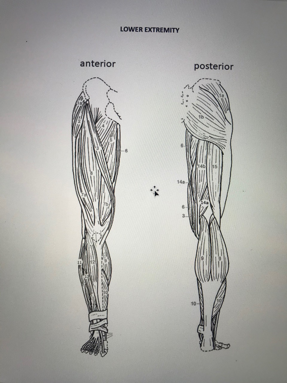 Solved LOWER EXTREMITY anterior posterior 6 -6 1146 148 6 31 | Chegg.com
