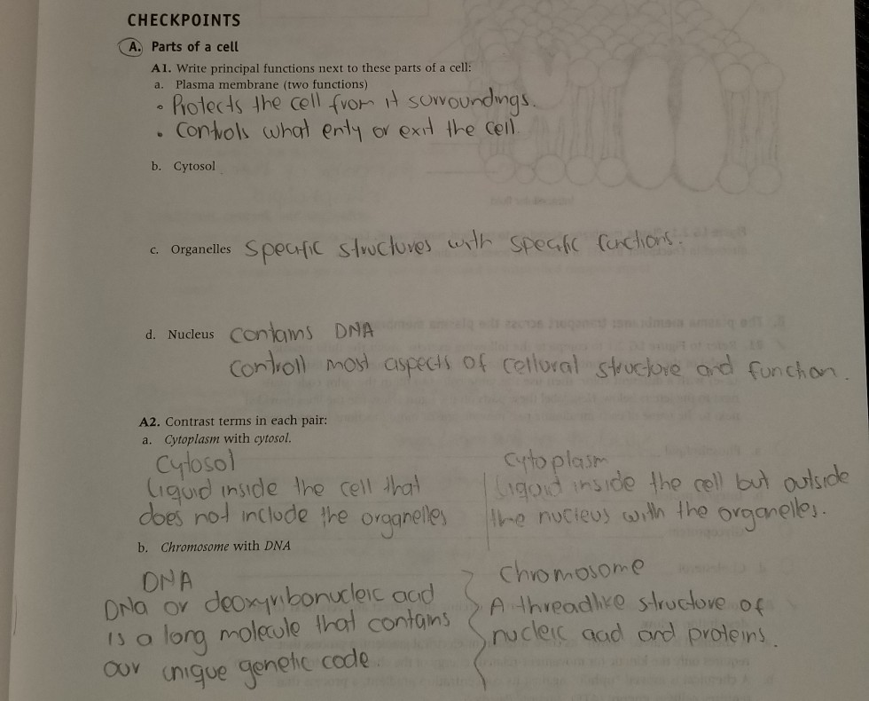 Solved CHECKPOINTS A. Parts of a cell Al. Write principal | Chegg.com