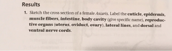 Solved Results 1. Sketch the cross section of a female | Chegg.com