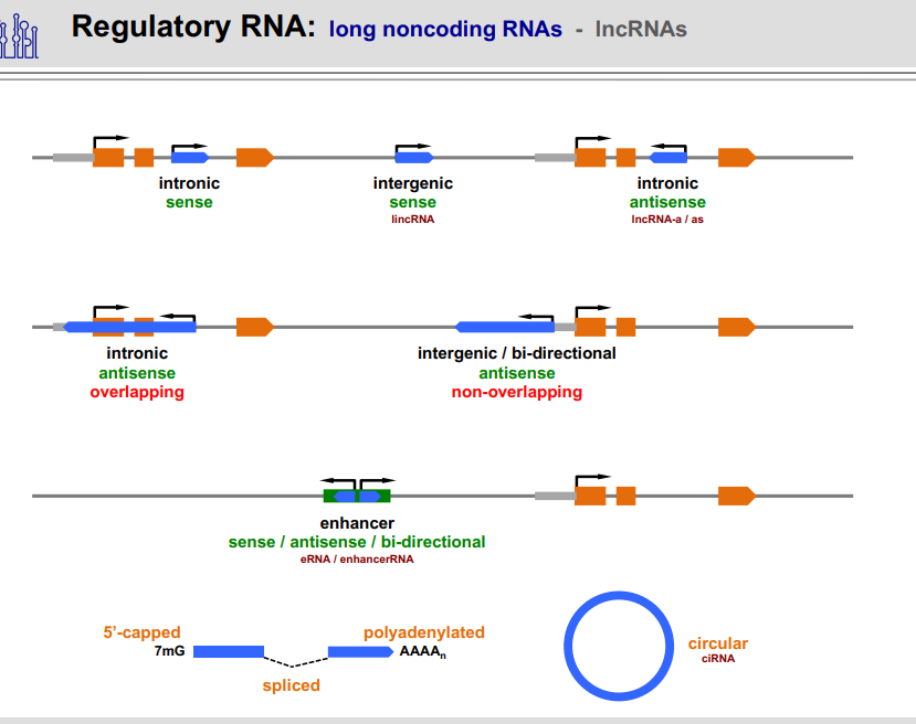 Solved Regulatory RNA: long noncoding RNAs - ﻿IncRNAs | Chegg.com