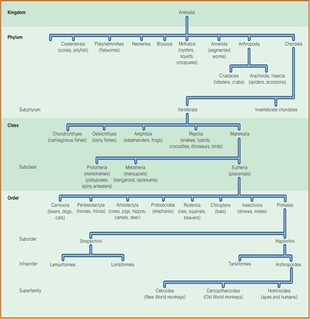Consider the classification chart and the | Chegg.com