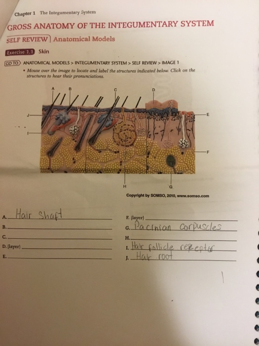 Solved Chapter 1 The Integumentary System GROSS ANATOMY OF | Chegg.com