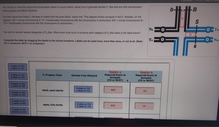 You decide to cross the reciprocal translocation | Chegg.com