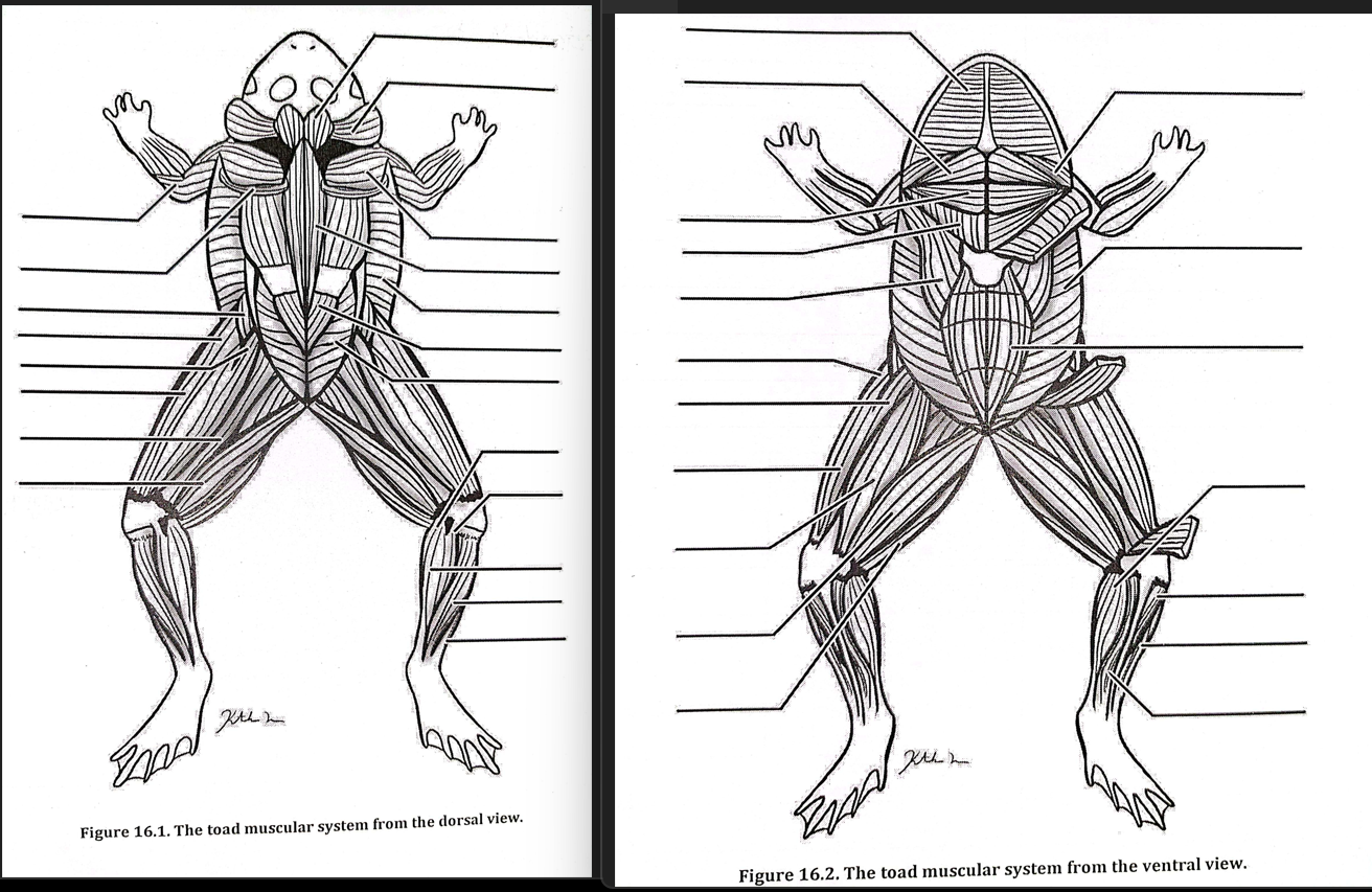 Solved Label the parts of the toad muscdxular system in the | Chegg.com