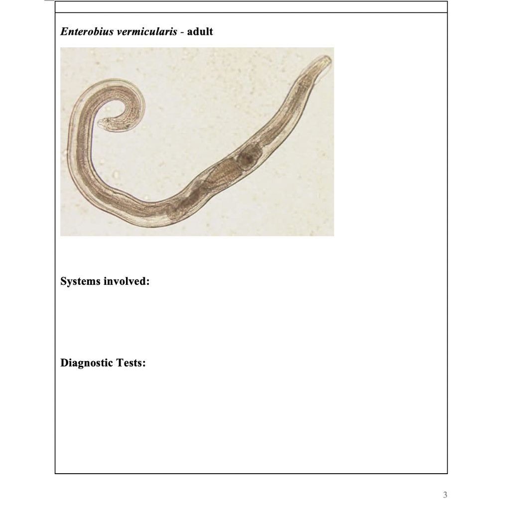 Enterobius Vermicularis