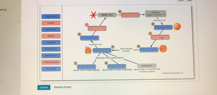 Solved Learning through Art: The Life Cycle of a Sea Star | Chegg.com