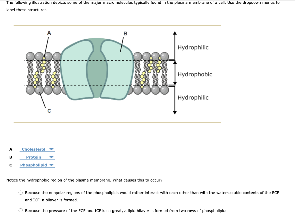 The following illustration depicts some of the major | Chegg.com