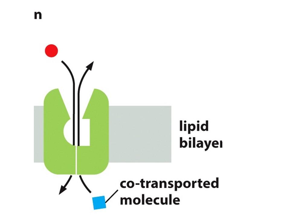 Solved The carrier proteins shown is a a. uniporter b. | Chegg.com