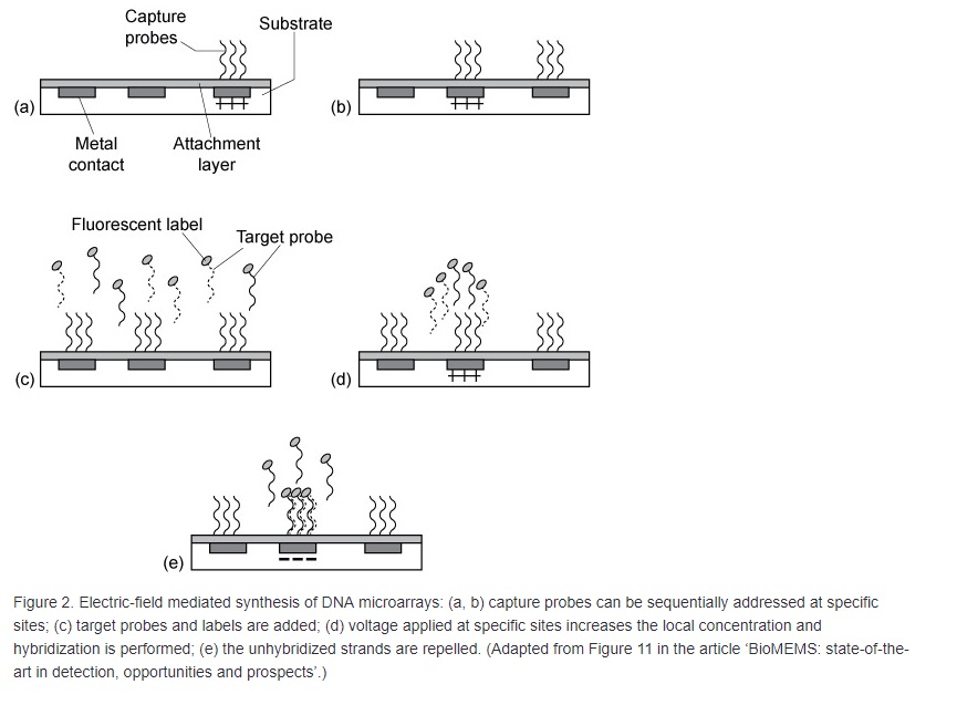 Figure 2 shows how capture probes may be incorporated | Chegg.com