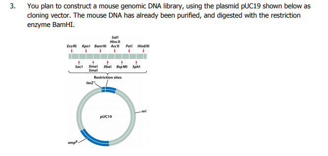 Solved 3. You plan to construct a mouse genomic DNA library, | Chegg.com