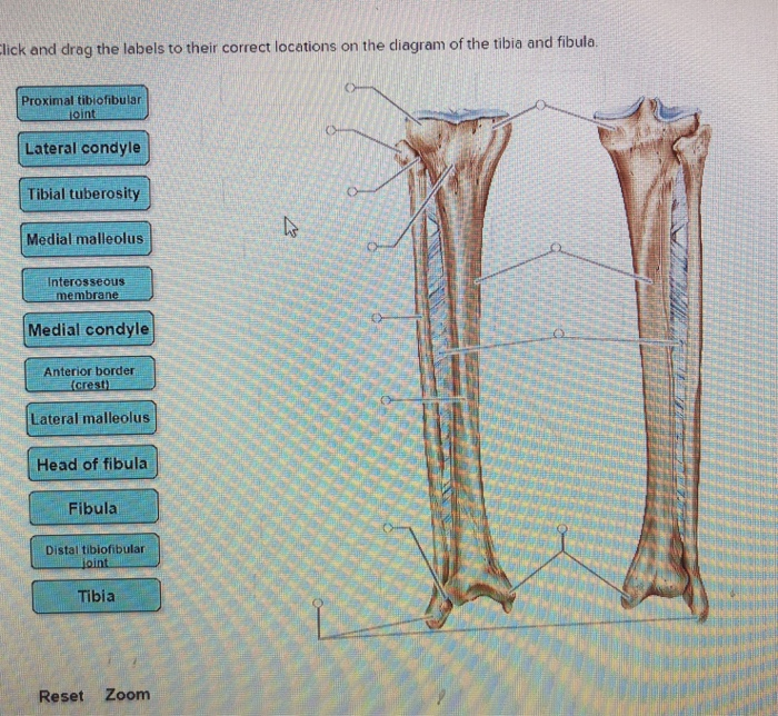 Tibia And Fibula Diagram Labeled