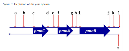 Solved How many start codons and stop codons will be present | Chegg.com