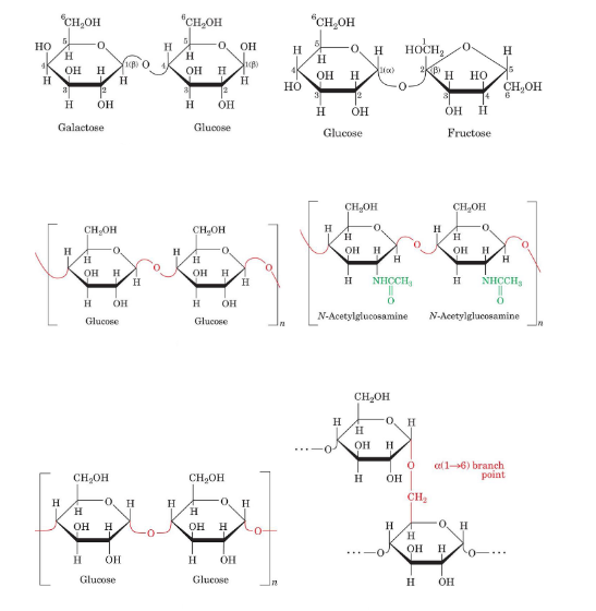 Solved Galactose Glucose Glucose Fructose | Chegg.com