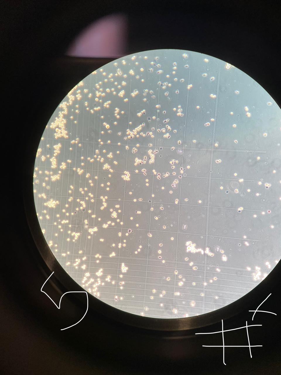 Counting trypsinized cells (with 5% & 10% ethanol) on | Chegg.com