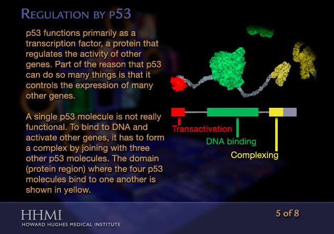 Solved 8. Slide 5 explains p53's function. What is a | Chegg.com