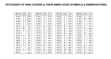 Carefully copy (by hand) the DNA sequence assigned in | Chegg.com