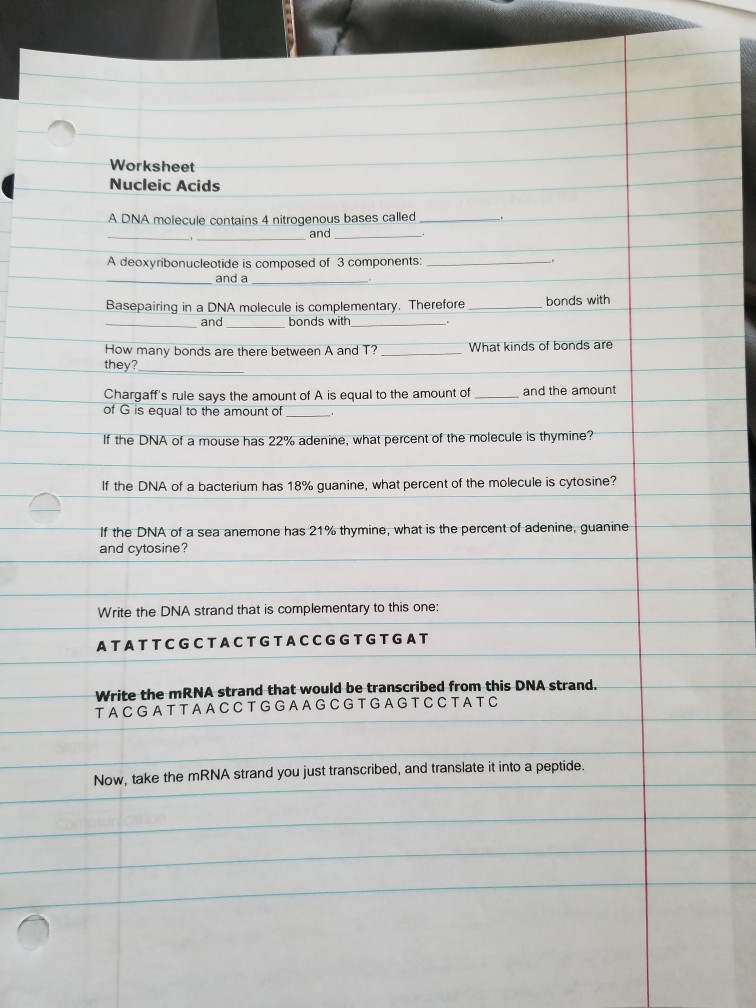 Solved Worksheet Nucleic Acids A DNA molecule contains 4 | Chegg.com
