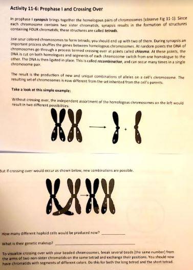 Solved Activity 11-6: Prophase I and Crossing Over In | Chegg.com