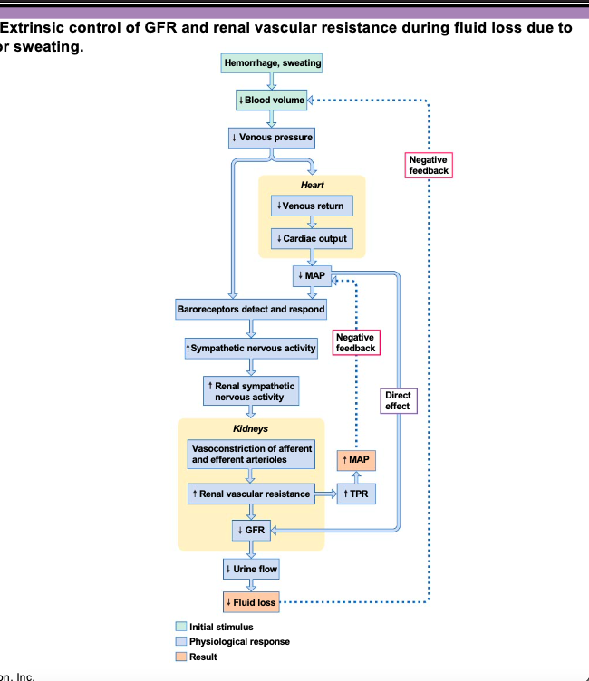 Solved HOW DOES EXTRINSIC CONTROL OF GFR AND RENAL VASCULAR | Chegg.com