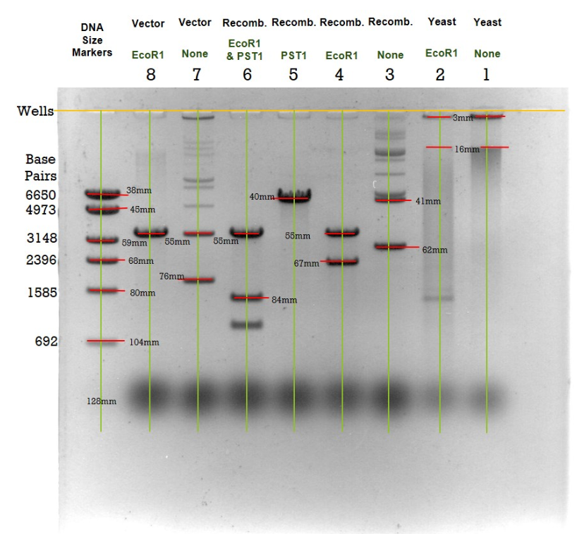 Solved Yeast DNA Size Markers Vector Vector Recomb. Recomb. | Chegg.com
