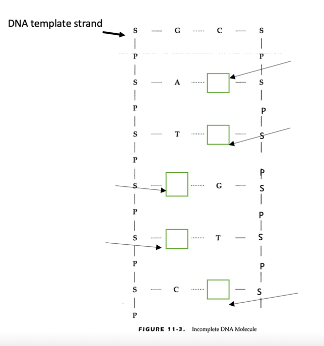 Solved Write down the nucleotide sequence for both strands | Chegg.com