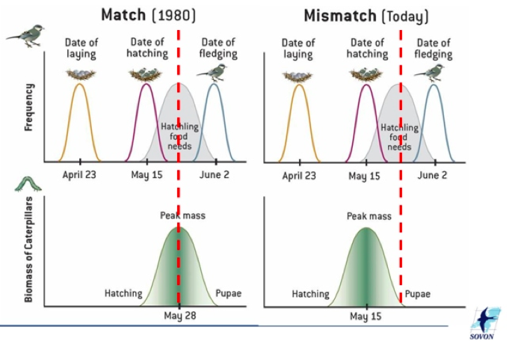 Solved In class we talked about phenological mismatches that | Chegg.com