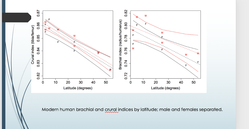 Look at the brachial and crural indices charts. In | Chegg.com