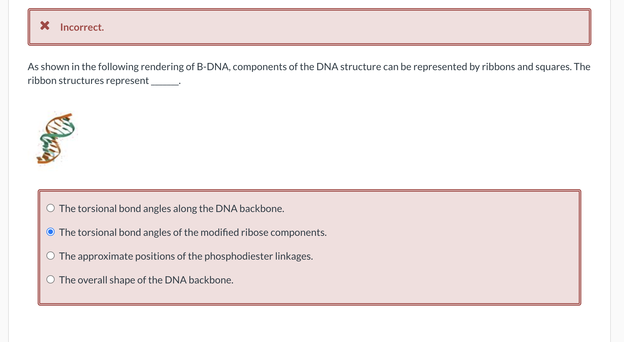 Solved As shown in the following rendering of B-DNA, | Chegg.com