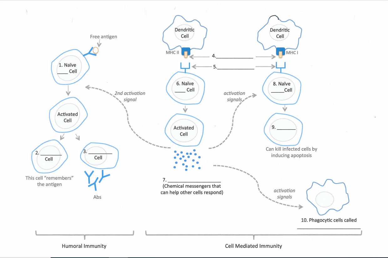 Solved Dendritic Cell Dendritic Cell Free antigen MHC II | Chegg.com