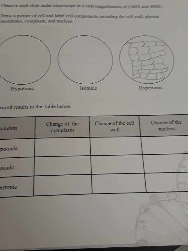 Solved Observe each slide under microscope at a total | Chegg.com