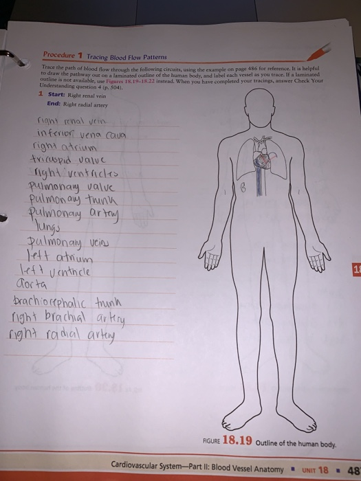Solved: The Blood Flow Through Various Circuits In N This ... | Chegg.com