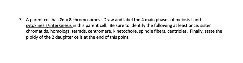 Solved 7. A parent cell has 2n = 8 chromosomes. Draw and | Chegg.com