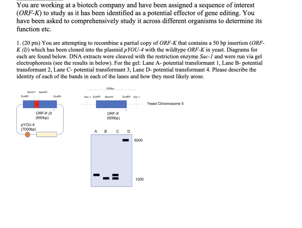 Solved (ORF−K) to study as it has been identified as a | Chegg.com