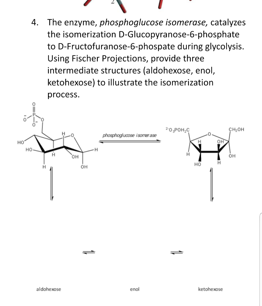 Solved 4. The enzyme, phosphoglucose isomerase, catalyzes | Chegg.com