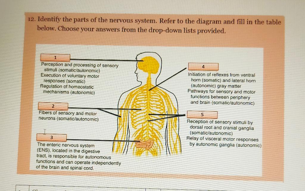 Solved 12. Identify the parts of the nervous system. Refer | Chegg.com