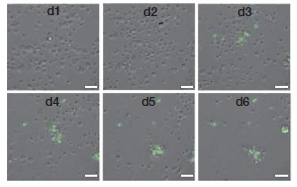 Solved Question 9: Here are the results from a time course | Chegg.com