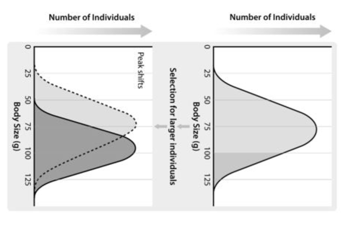 Solved What type of selection is represented in this | Chegg.com