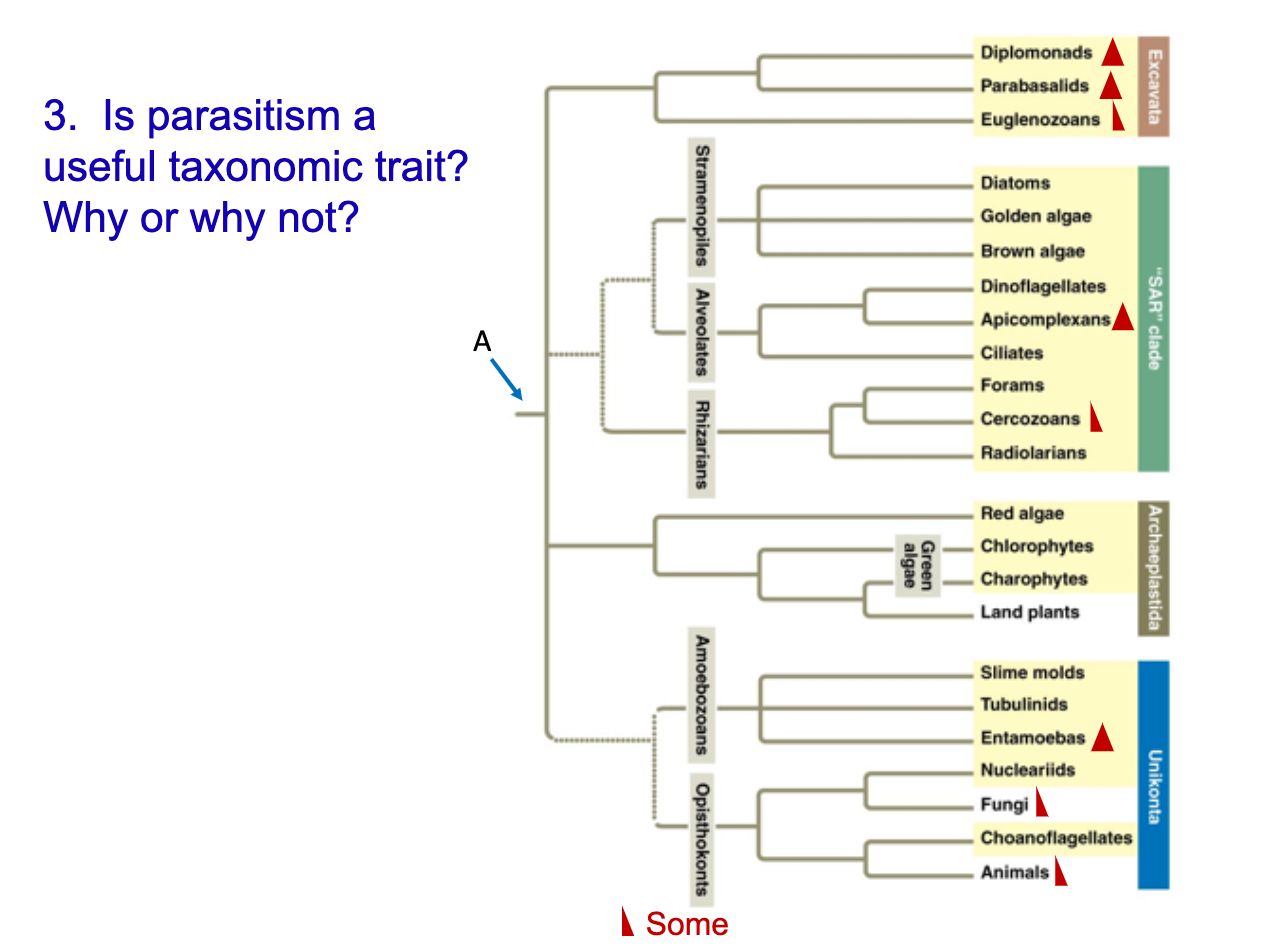 Diplomonads Parabasalids Euglenozoans Excavata 3. Is | Chegg.com