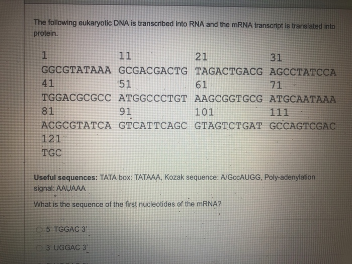 Solved The following eukaryotic DNA is transcribed into RNA | Chegg.com