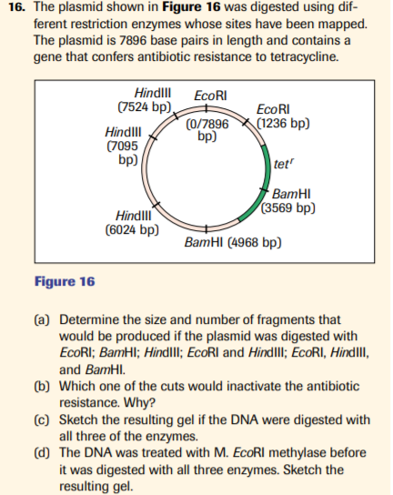 Solved 16. The plasmid shown in Figure 16 was digested using | Chegg.com
