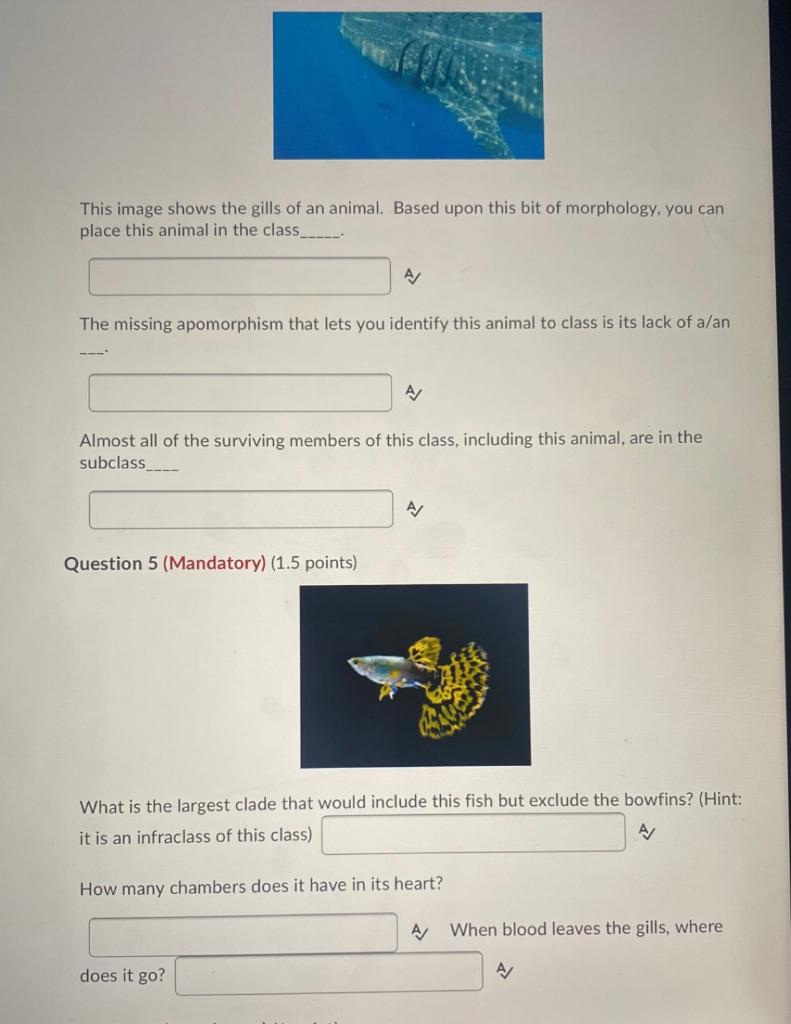 Solved This image shows the gills of an animal. Based upon | Chegg.com