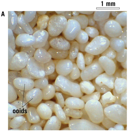 Solved This sediment consists of ooids that are typically in | Chegg.com