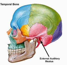 External Auditory Meatus Skull