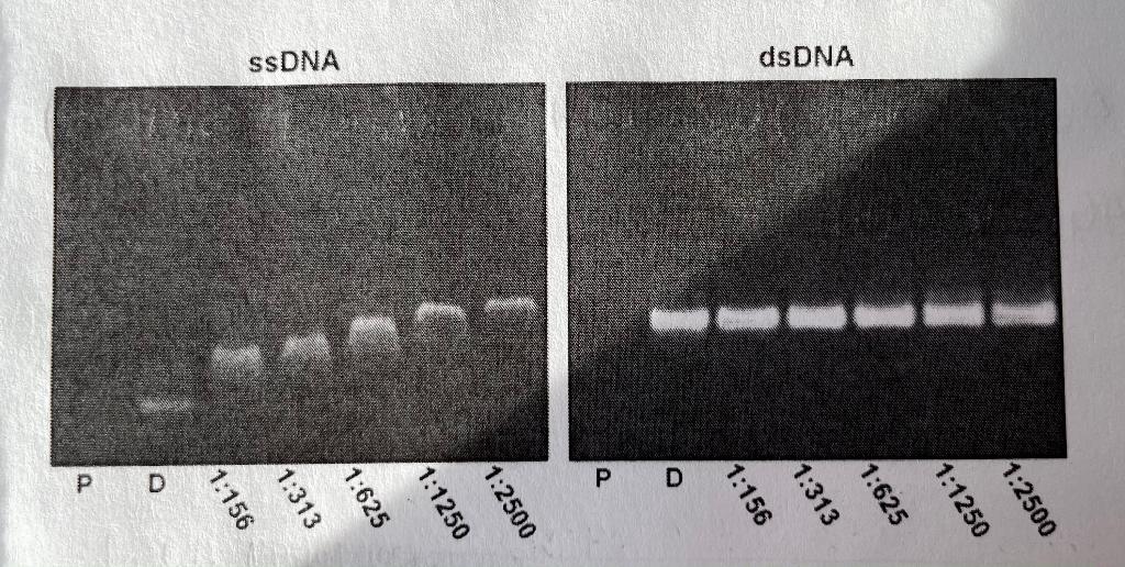 Solved A protein binds to both ssDNA and dsDNA. You run a | Chegg.com