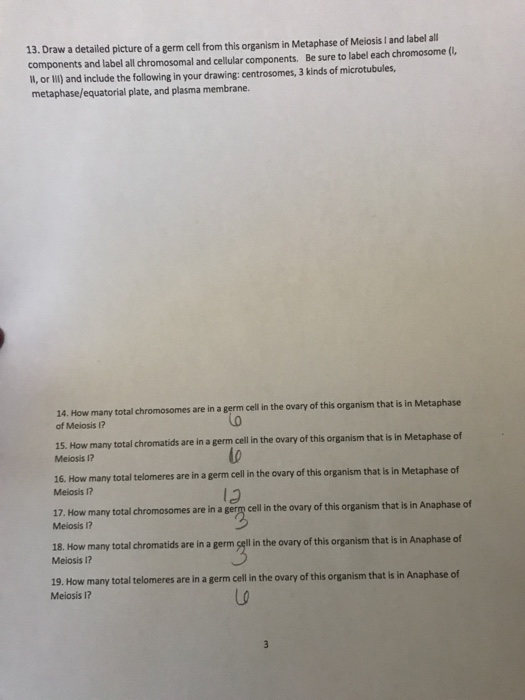 13. Draw a detailed picture of a germ cell from this | Chegg.com