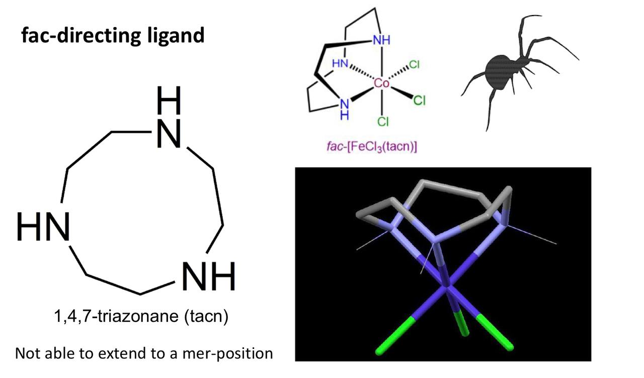 Solved How to visualise a fac and mer-directing multidentate | Chegg.com