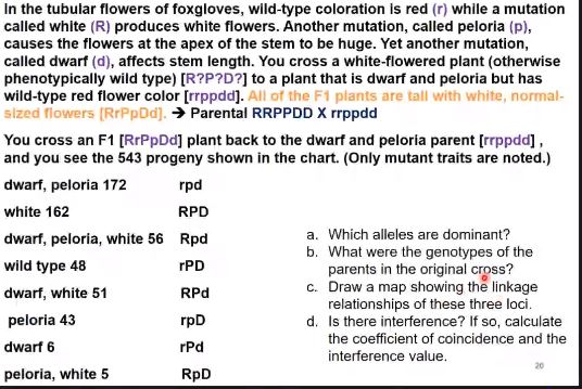 Solved In the tubular flowers of foxgloves, wild-type | Chegg.com